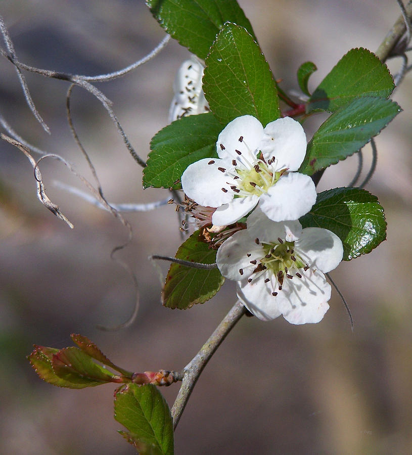 After the thaw…….. – Home Harvest Farm–The Mayhaw Source