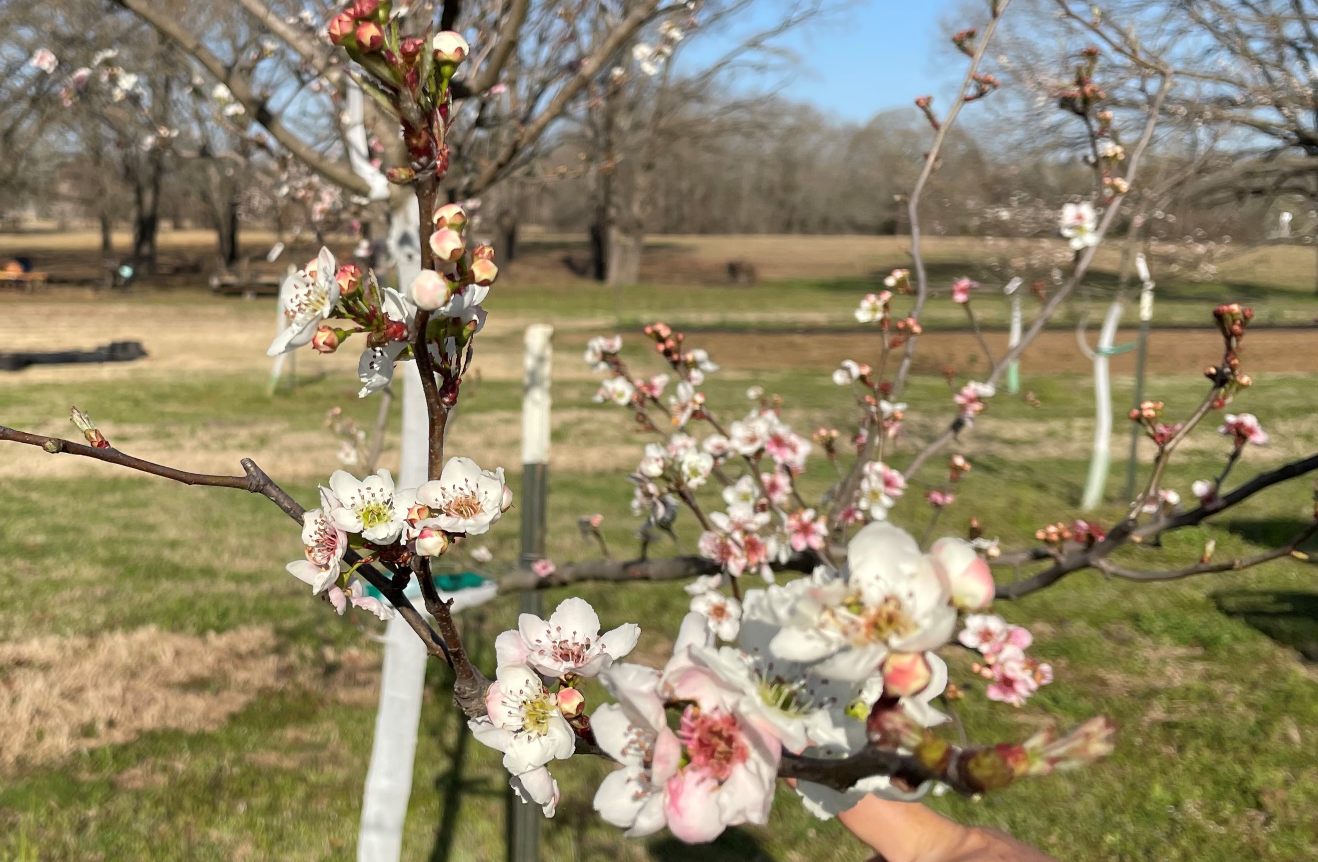 Mayhaw Trees Are On the Way! – Home Harvest Farm–The Mayhaw Source