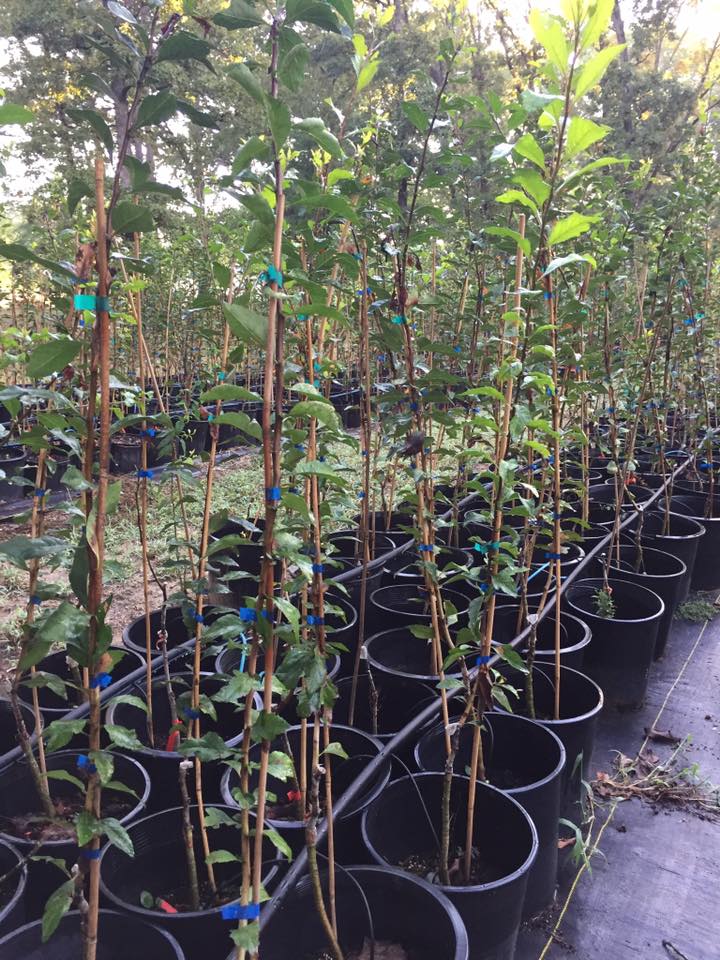 Mayhaw Trees Are On the Way! – Home Harvest Farm–The Mayhaw Source