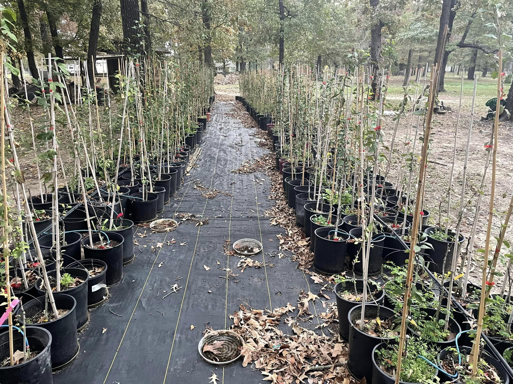 Mayhaw Trees! Now Shipping Trees! – Home Harvest Farm–The Mayhaw Source