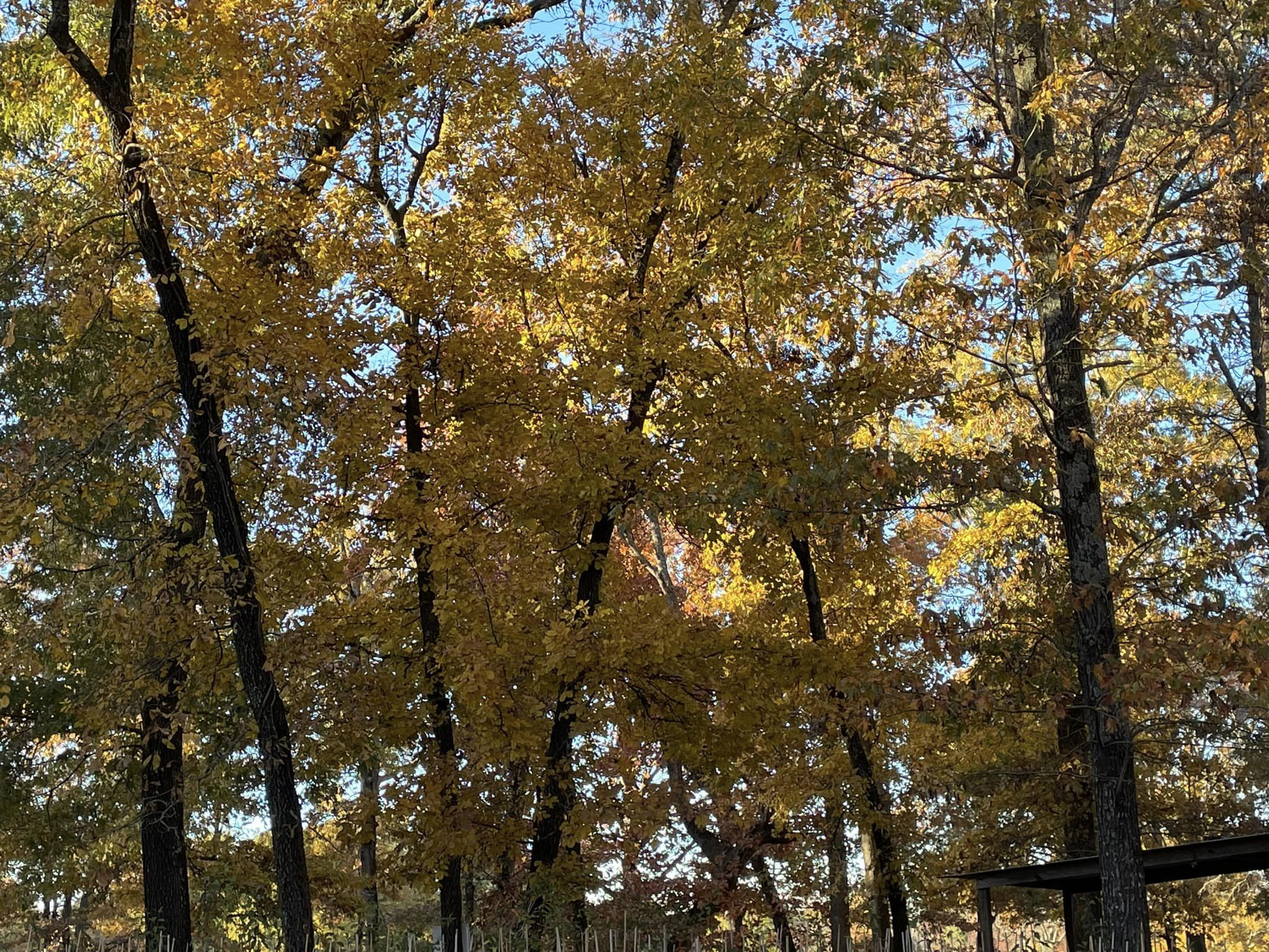 Mayhaw Trees! Now Shipping Trees! – Home Harvest Farm–The Mayhaw Source