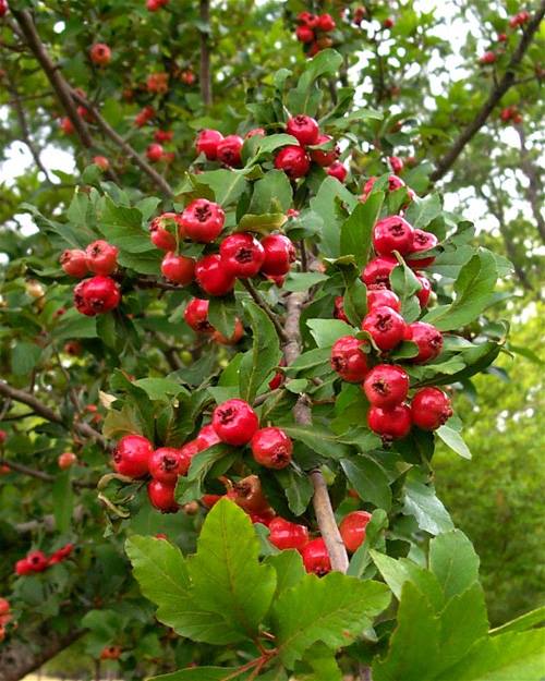 Mayhaw Trees! Now Shipping Trees! – Home Harvest Farm–The Mayhaw Source