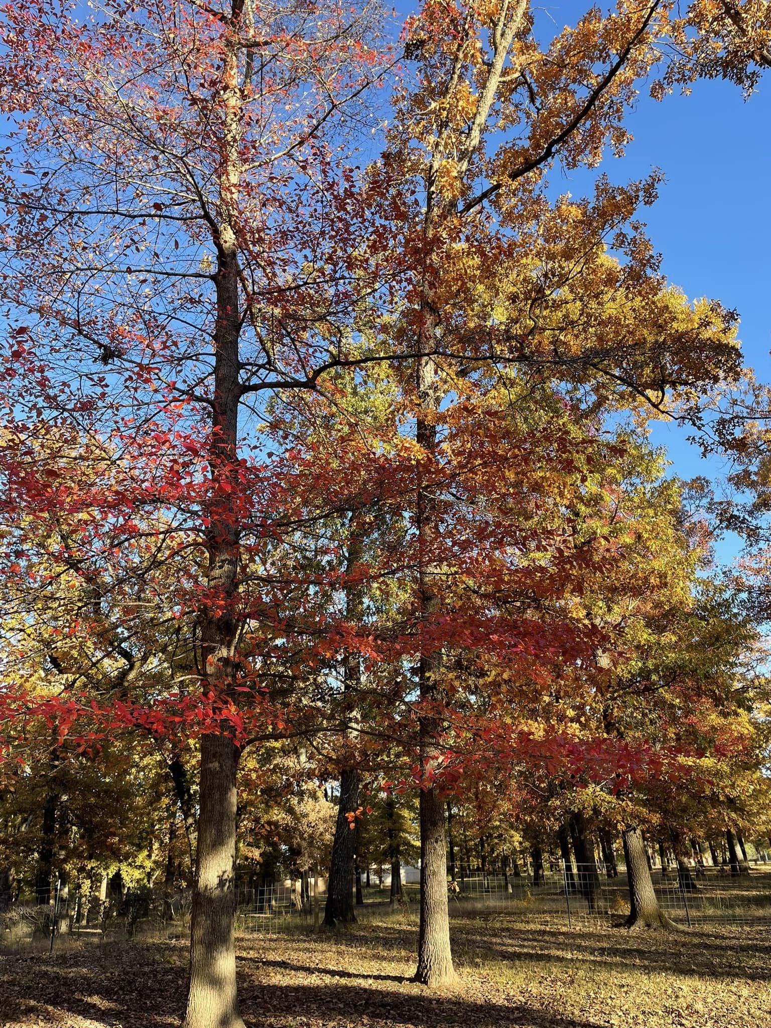 Mayhaw Trees! Now Shipping Trees! – Home Harvest Farm–The Mayhaw Source
